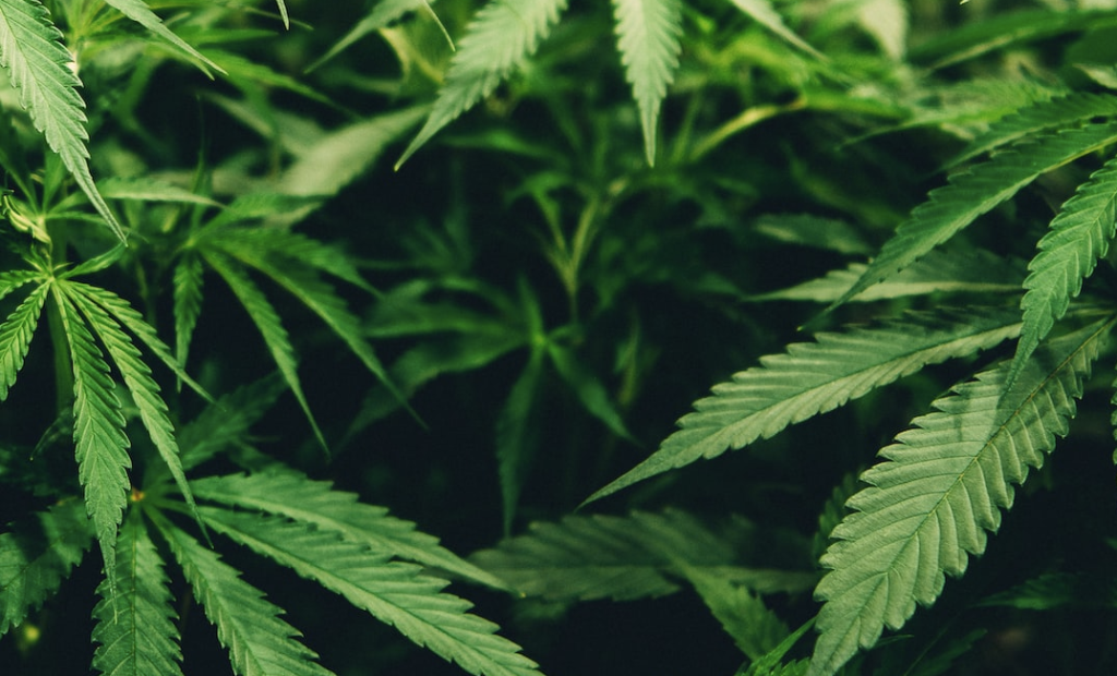 Florida Marijuana Laws Explained: Key Rules & Regulations